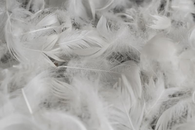 Nice White Duck Feathers. Background or Texture Stock Photo - Image of ...