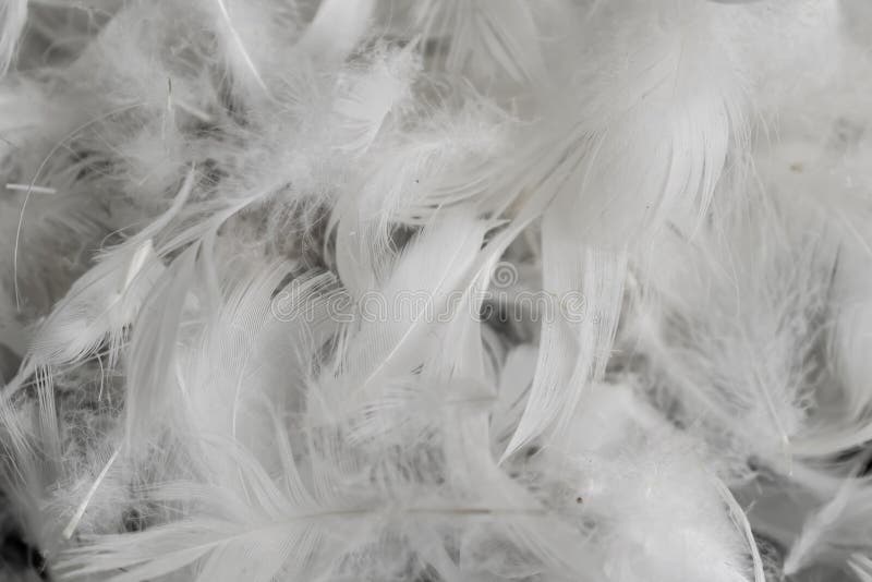 Nice White Duck Feathers. Background or Texture Stock Photo - Image of ...