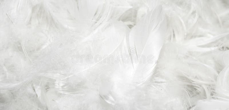 Nice White Duck Feathers. Background or Texture Stock Image - Image of ...