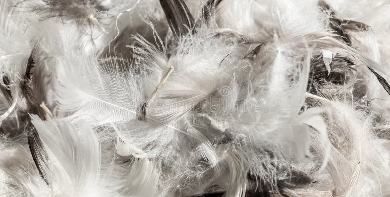 Nice White Duck Feathers. Background or Texture Stock Photo - Image of ...