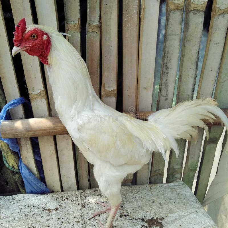 Nice White Fluffy Chicken and Looks Charming Stock Image - Image of ...