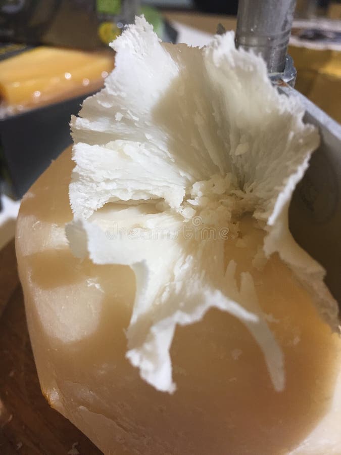 Cheese flower in Holland stock image. Image of cheese - 141037005