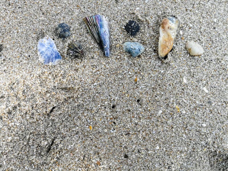 stock image. Image of seashell, white, sand, beach - 100433519