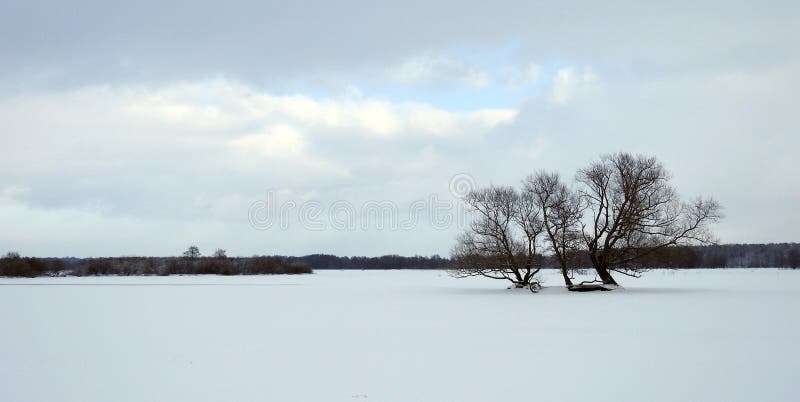 Beautiful Snowy Trees in Field, Lithuania Stock Photo - Image of view ...