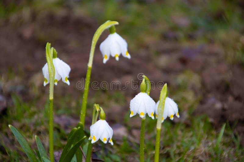 Spring White Blossom. Blooming Trees in the Park Stock Photo - Image of ...