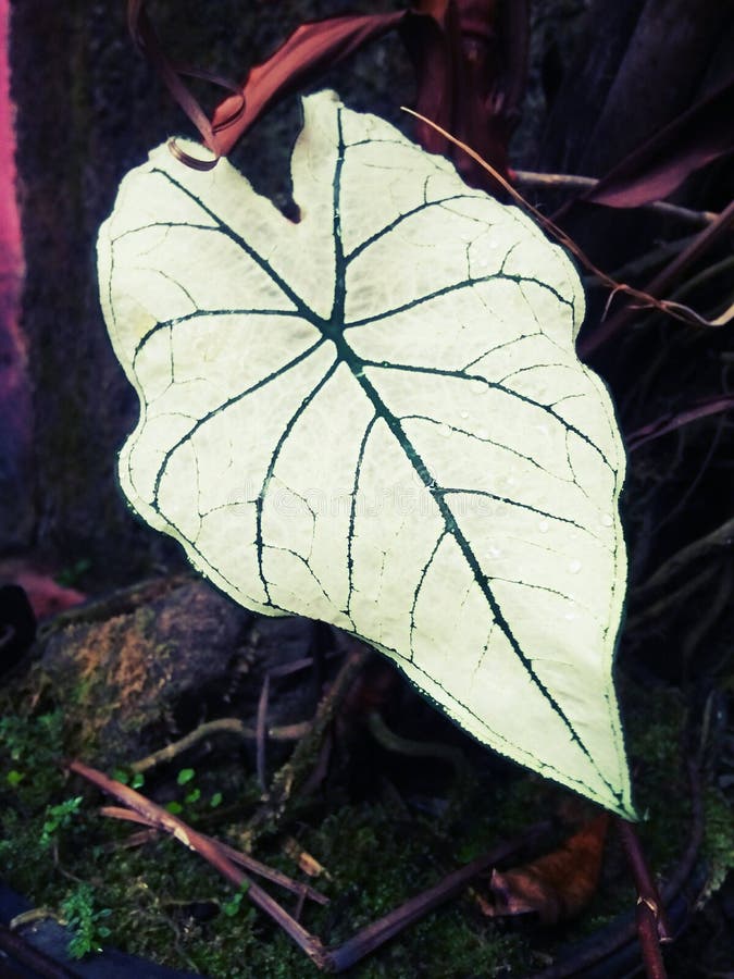 White Taro and Yam is One of Popular Food from Bogor Photo Taken in ...