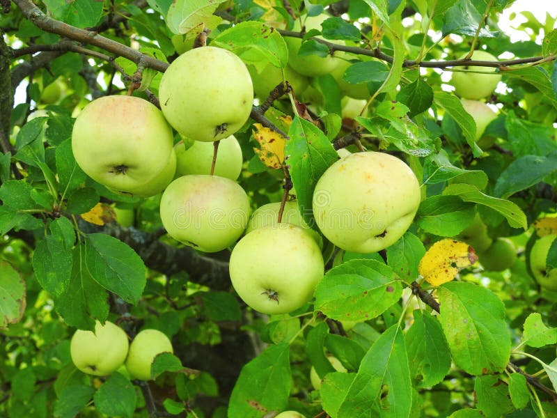 Beautiful Apples on Tree Branch in Summer, Lithuania Stock Image ...