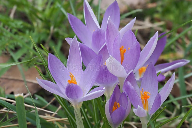 A Nice Wild Crocus Flower in the Spring Stock Photo - Image of nice ...