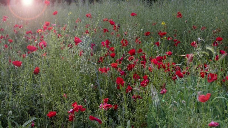 Nice wild rabbit stock photo. Image of rabbit, rodent - 97282992