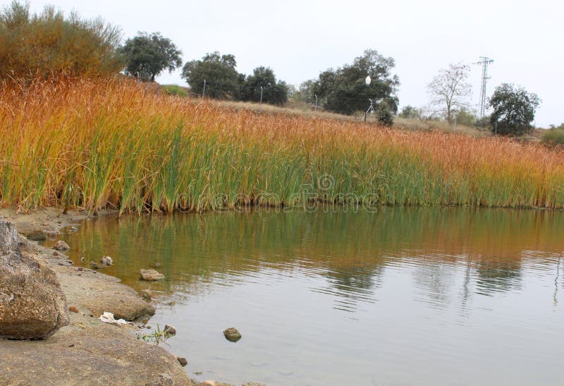 Wild field photo detail stock image. Image of plant - 125440491