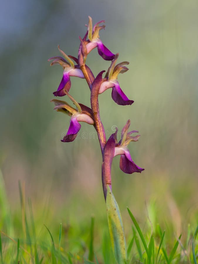 Nice Wild Orchid in Spring with Evening Light. Anacamptis Collina Stock ...