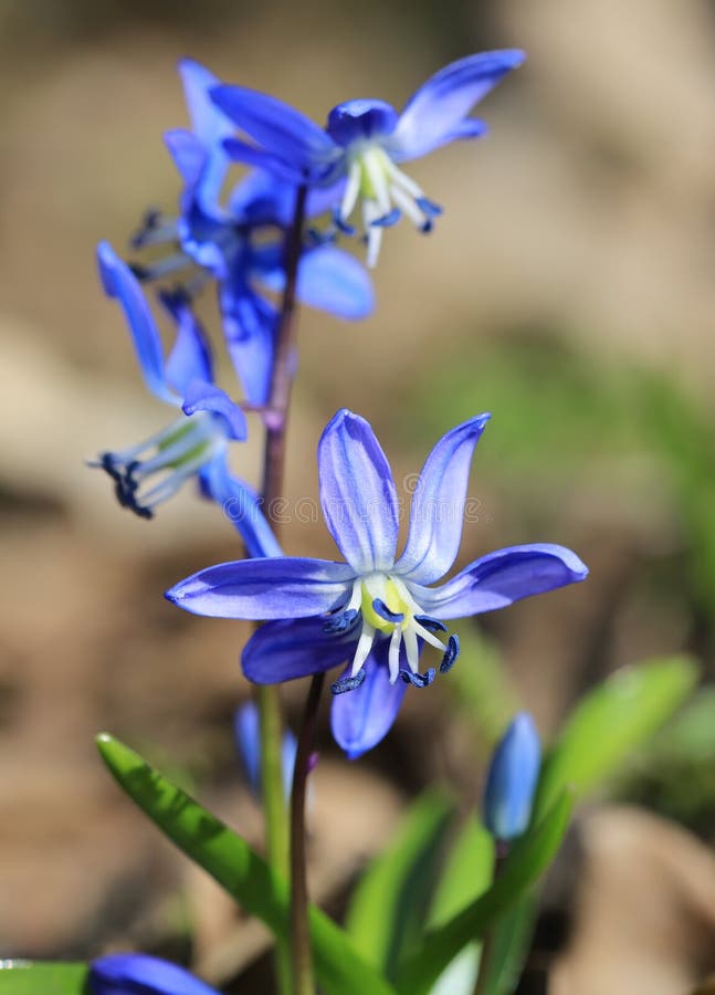 Wild Scilla bifolia flower stock photo. Image of bloom - 51943386