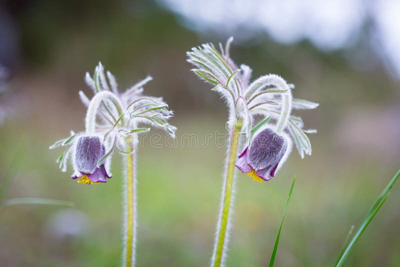 Spring pasque flowers stock photo. Image of anemone - 115875228