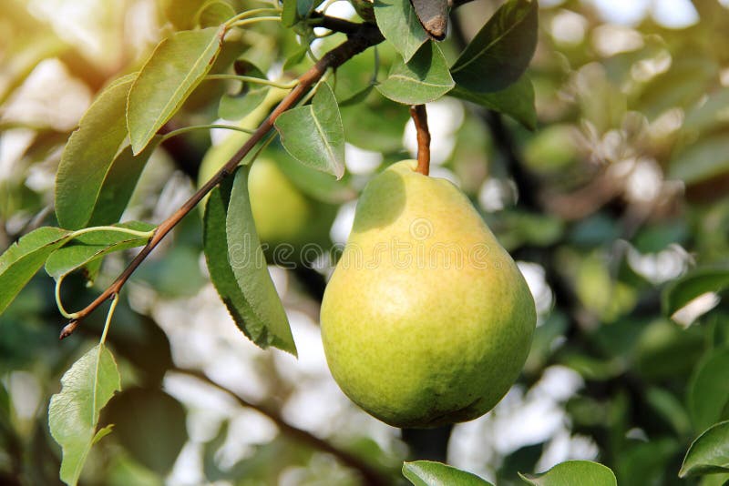 Nice William Pear on Tree Branch Stock Photo - Image of leaf, hang ...