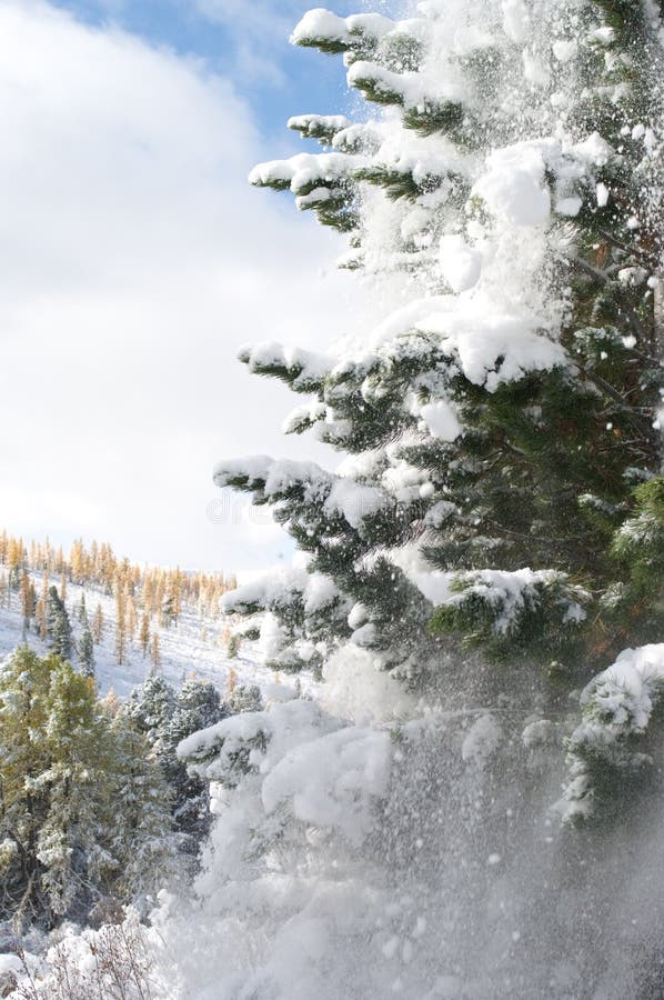 Nice winter stock image. Image of blizzard, drop, snow - 11173625