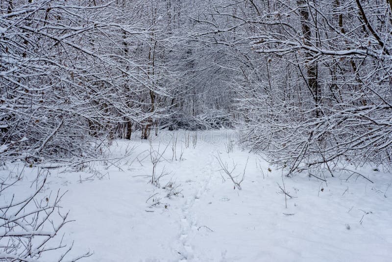 Nice Winter Day in the Park. Winter Day in the Forest Stock Photo ...
