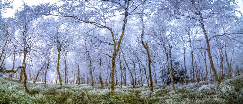 Nice Winter Landscape at Sunrise and Sunset Stock Image - Image of ...