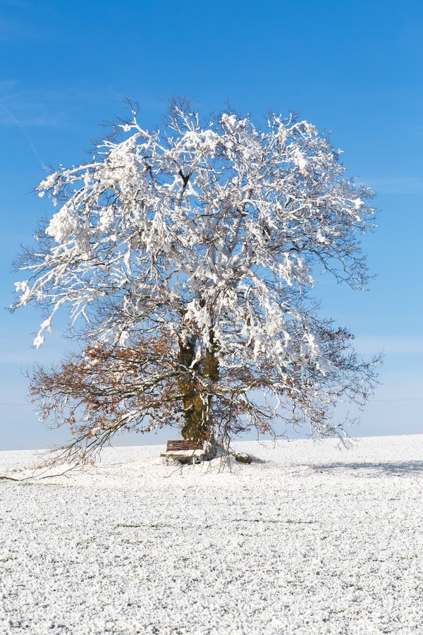 Nice Winter Landscape with Tree and Blue Sky Stock Photo - Image of ...