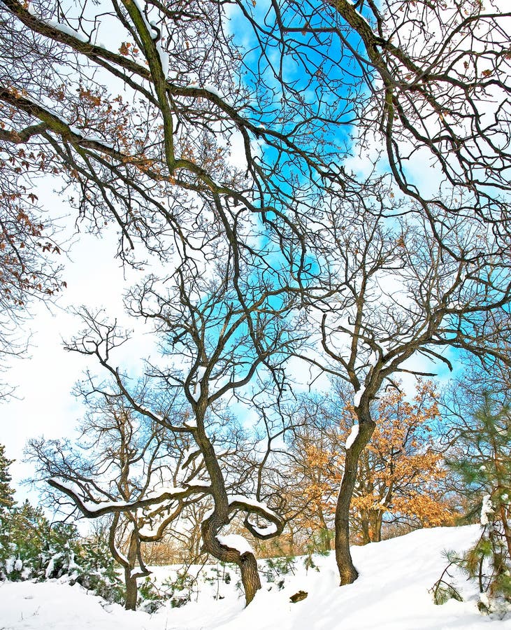 Nice winter scene stock image. Image of forest, tree - 21881013