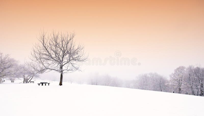 Nice winter scene stock photo. Image of leaf, outdoor - 22384136