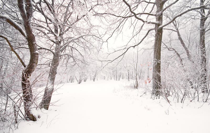 Nice winter scene stock photo. Image of park, tree, forest - 22387328