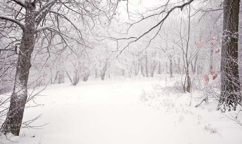 Nice winter scene stock photo. Image of outdoor, season - 22387504