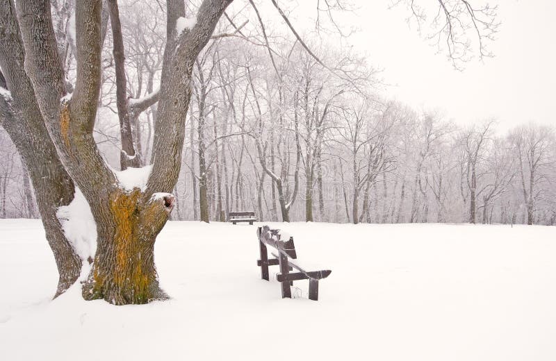 Nice winter scene stock photo. Image of cold, winter - 22387524