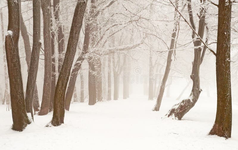 Nice winter scene stock photo. Image of harmony, natural - 22571324