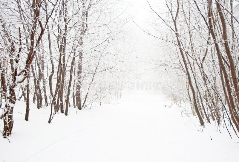 Nice winter scene stock image. Image of bench, tree, landscape - 22571393
