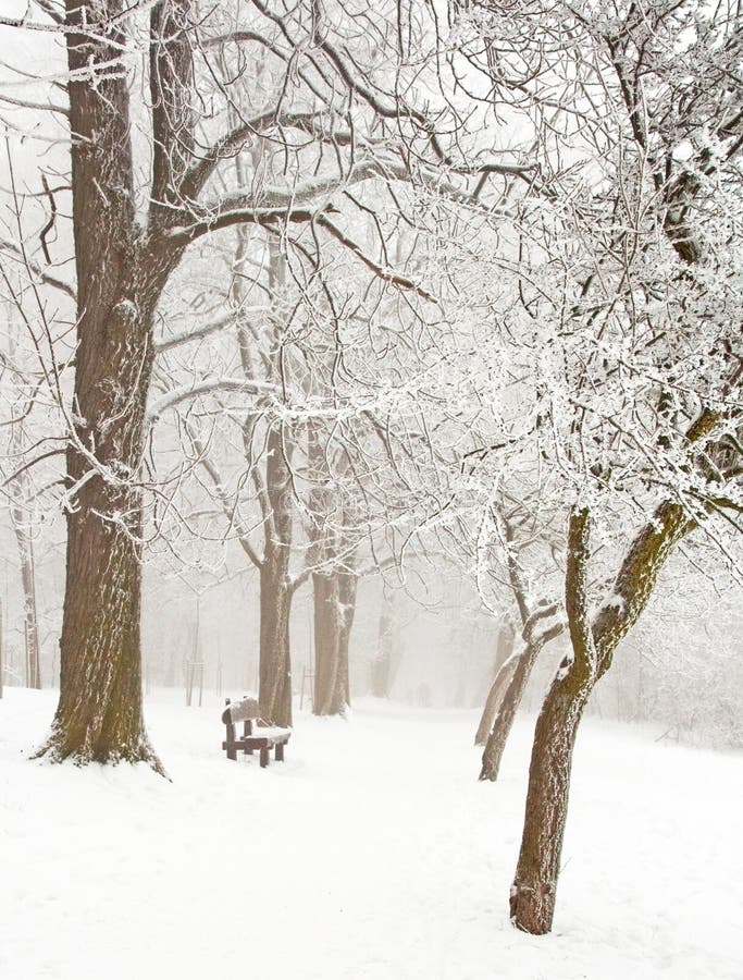 Nice winter scene stock photo. Image of leaves, peace - 22580054