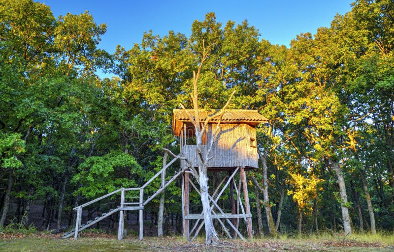 Wooden House in the Branches of the Tree Stock Image - Image of ...