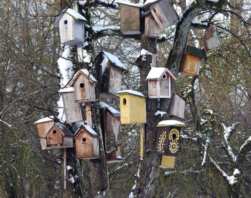 Beautiful Nesting Boxes on Tree Branches , Lithuania Stock Image ...