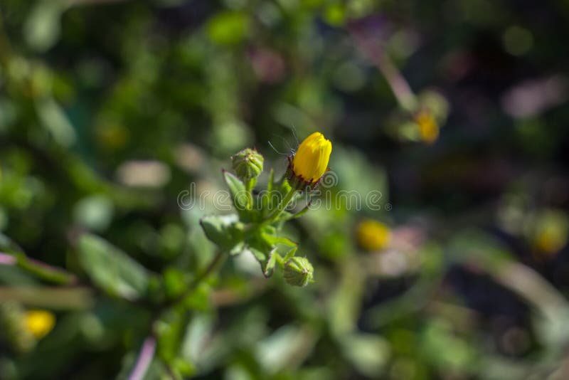 Nice yellow flour stock image. Image of center, garden - 110547821