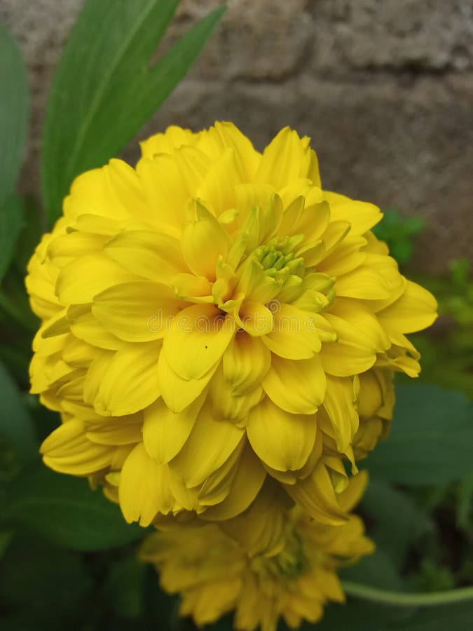 Nice yellow flour stock image. Image of center, garden - 110547821