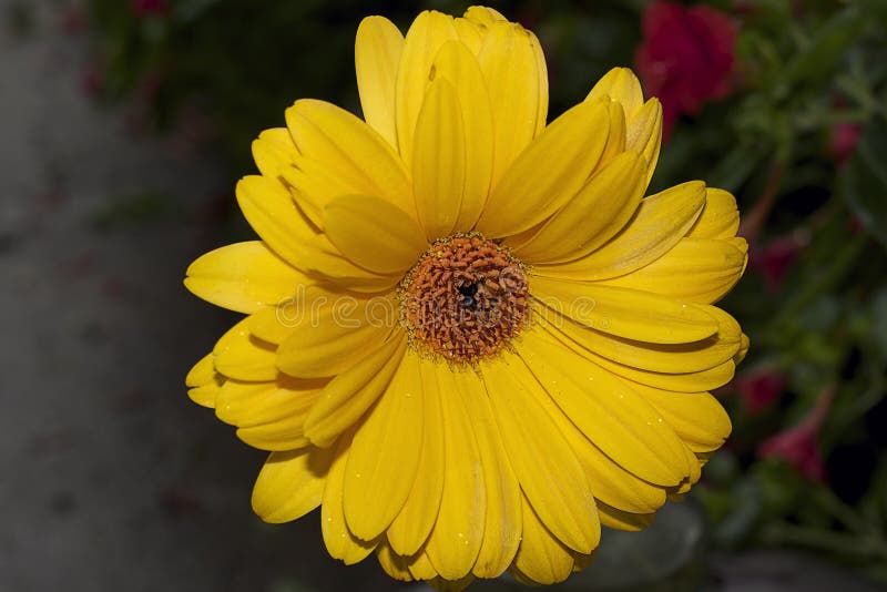 Yellow gerber stock photo. Image of pretty, happy, digital - 78383570