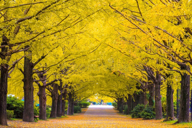 Nice Yellow Ginkgo Trees Along the Stree Stock Image - Image of ...