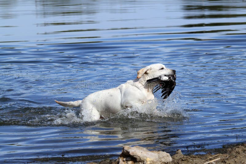 A Nice Yellow Hunting Labrador Retrieving Stock Photo - Image of pond ...