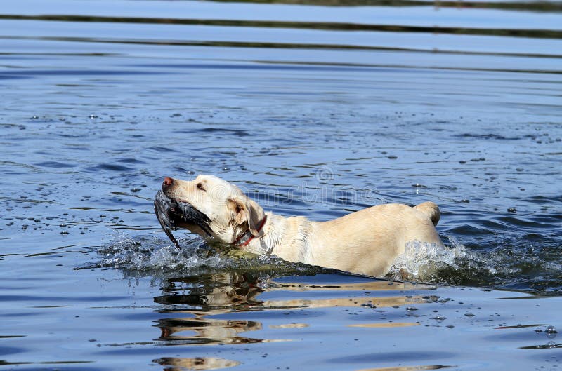Nice Yellow Hunting Labrador Retrieving Stock Photo - Image of training ...