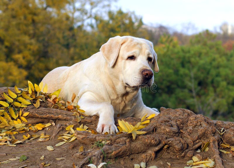 The Nice Yellow Labrador in the Park in Autumn Stock Photo - Image of ...