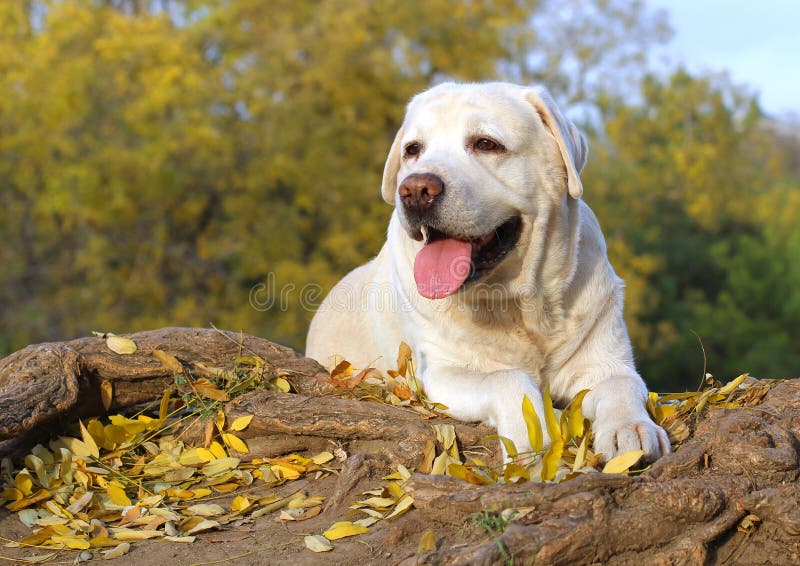 Nice Yellow Labrador in the Park in Autumn Stock Image - Image of ...