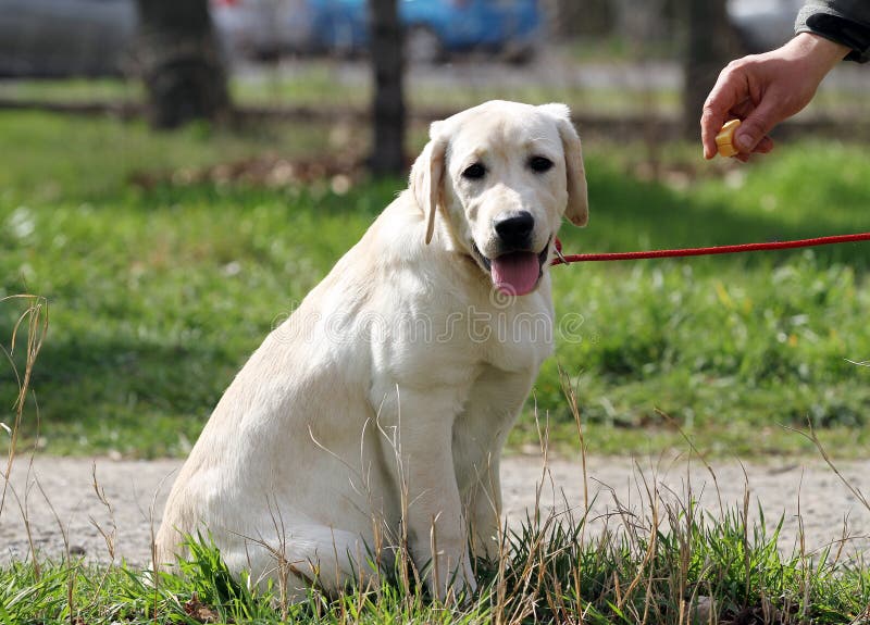Nice Yellow Labrador in the Park Stock Image - Image of labrador ...