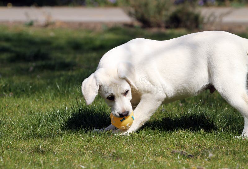 The Nice Yellow Labrador in the Park Stock Image - Image of sweet, play ...