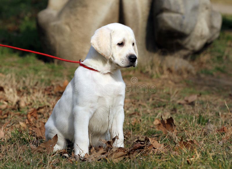 Nice Yellow Labrador in the Park Stock Image - Image of pale, happiness ...
