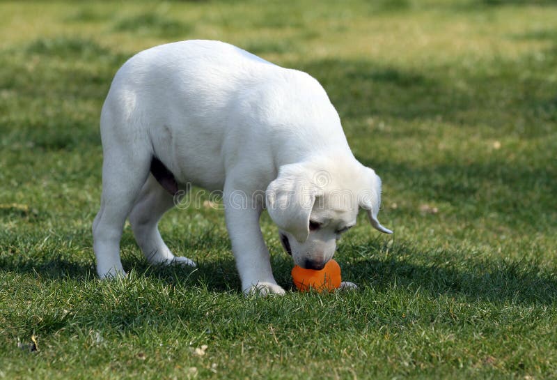 Nice Yellow Labrador in the Park Stock Photo - Image of table, labrador ...
