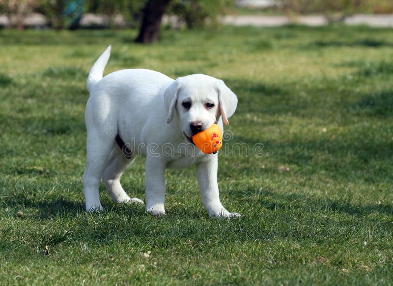 The Nice Yellow Labrador in the Park Stock Image - Image of retriever ...