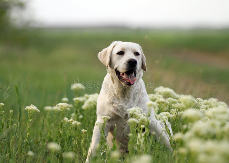 The Nice Yellow Labrador in the Park Stock Image - Image of friend ...