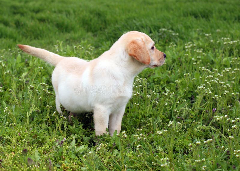 The Nice Yellow Labrador Puppy in Green Grass Stock Photo - Image of ...
