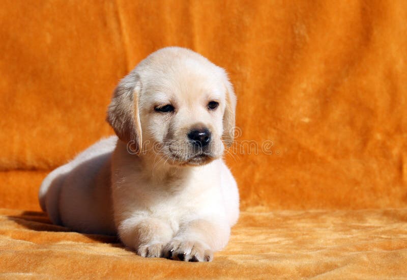 A Nice Yellow Labrador Puppy on Orange Background Stock Image - Image ...