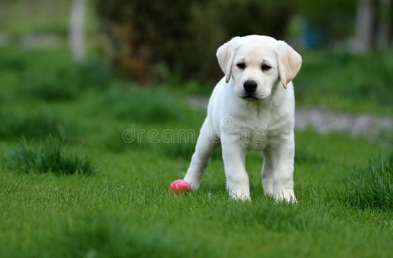Nice Yellow Labrador Puppy in the Park Stock Photo - Image of happiness ...
