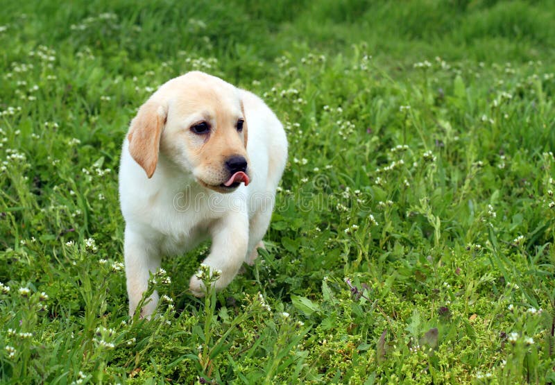 The Nice Yellow Labrador Puppy Running in Green Grass Stock Photo ...